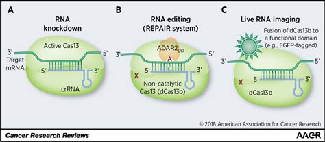 Figure 2 From Crispr Cas13 Precision Transcriptome Engineering In
