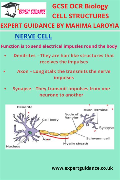 Gcse Ocr Gateway Biology Cell Structures Complete Revision Artofit
