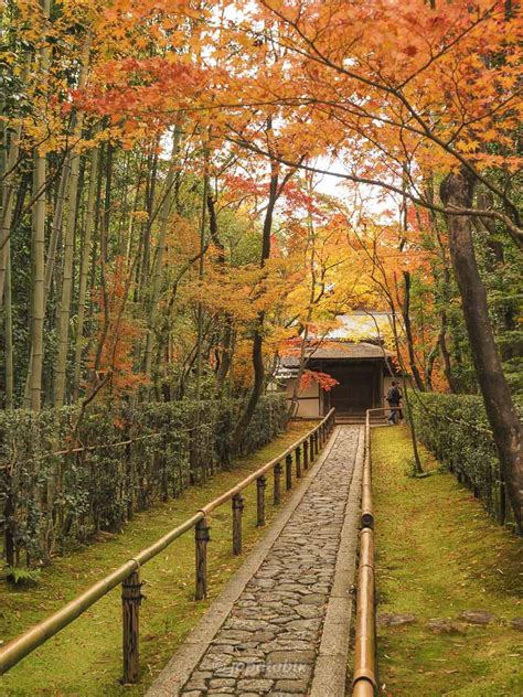 京都 大徳寺 高桐院の紅葉2024年版紅葉の見頃や見どころを解説