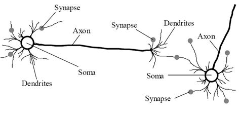Biological Neural Network Download Scientific Diagram