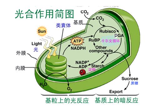 光合作用效率 360百科