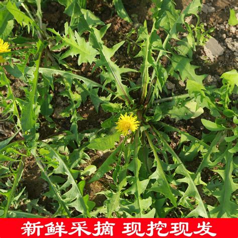 蒲公英新鲜5斤现挖包邮山野菜苦菜婆婆丁花带根东北蘸酱菜嫩叶草 虎窝淘