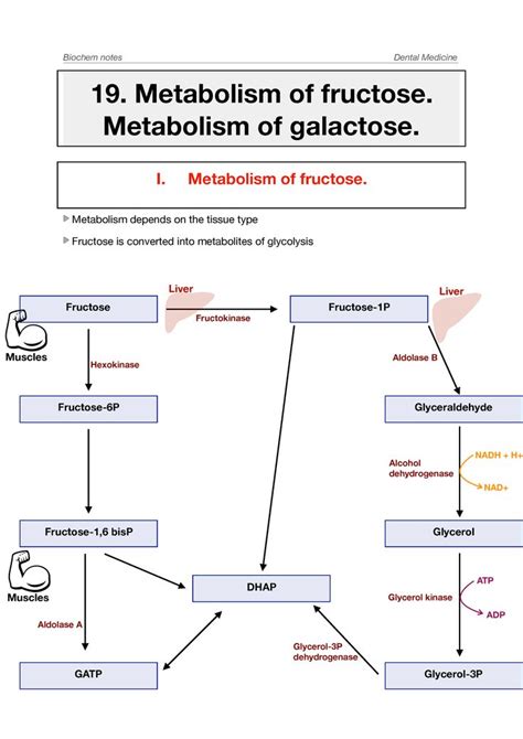 Metabolism Of Fructose And Galactose 19 Metabolism Of Fructose