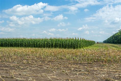 달콤한 옥수수 수확기를 결합 하 여 목초 및 사료에 대 한 트럭에 의해 교통의 수확 곡초류에 대한 스톡 사진 및 기타 이미지 곡초류 기계류 날것 Istock