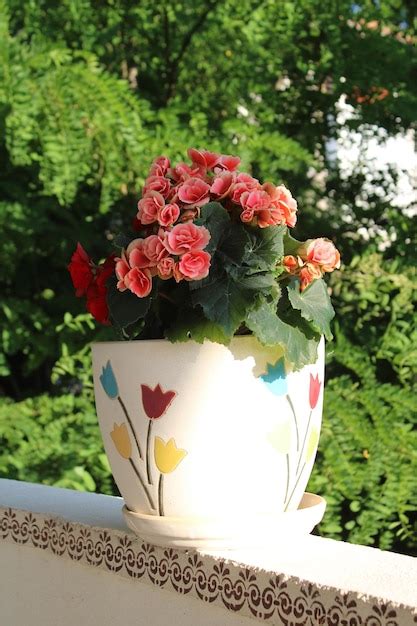 Flores de begonia rosa Planta de begonia en plena floración Foto Premium