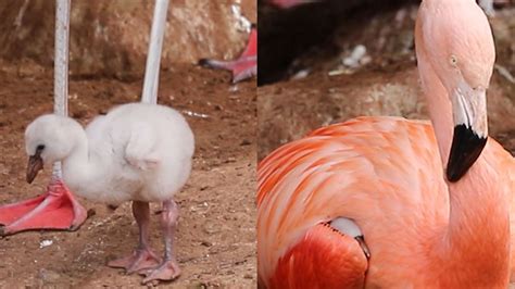 Watch Same Sex Flamingo Couple Hatch Adopted Chick At England Zoo