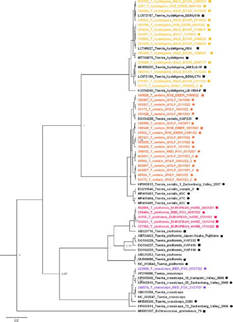 Phylogenetic Tree With The Sequences Of Small Ribosomal Rna Subunit Download Scientific Diagram