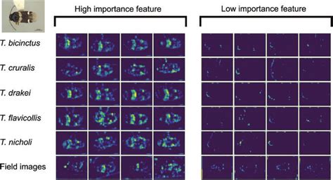 Pretrained Convolutional Neural Networks Perform Well In A Challenging Test Case Identification