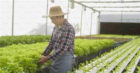 수경 온실 농장 깨끗한 음식 건강한 식생활 개념에서 일하는 행복한 남성 농부 사진 Unsplash의 수경 법 이미지