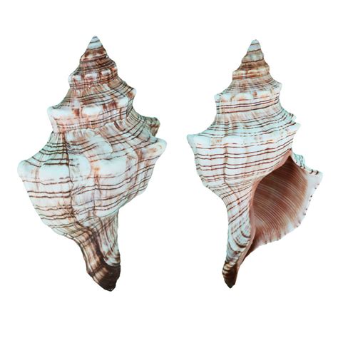 Atlantic Whelk Seashell Medium To Large Shells California Seashell Company