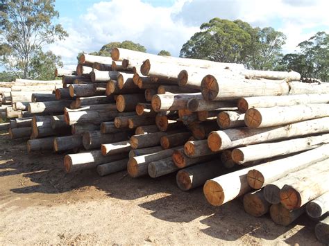 Timber Export Oceanimports