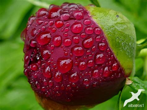 Looks Like A Raspberry By Albatros1 On Deviantart