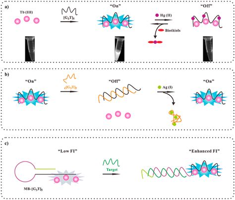 Schematic Representation Of Trf Sensors Based On Guanine Thymine Rich Download Scientific
