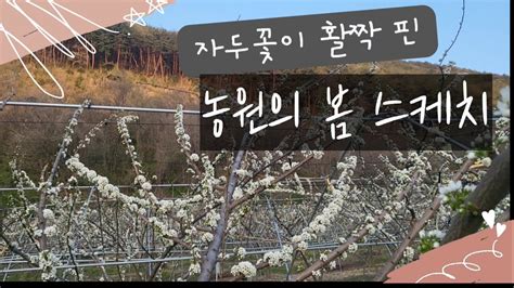 꽃이 만발한 농원의 봄 스케치 Youtube