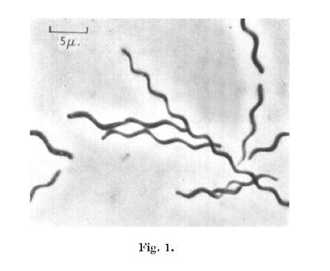 Spirillum Microscope