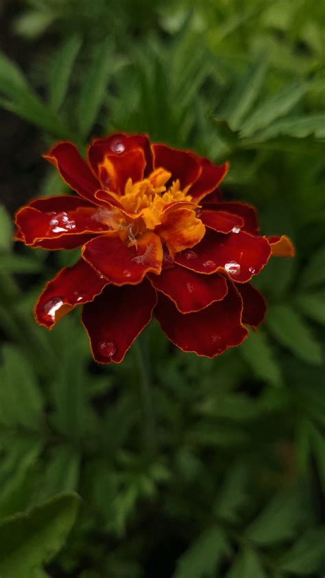 Капли дождя на цветке Эстетика