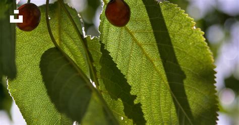 빨간 열매가 있는 녹색 잎의 클로즈업 사진 Unsplash의 무료 과일 이미지