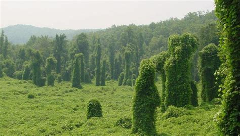 Invasive Kudzu Plant Poised To Wreak Havoc On Midwest