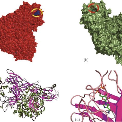 Atp Binding Representation In Different Clockwise From Top Left