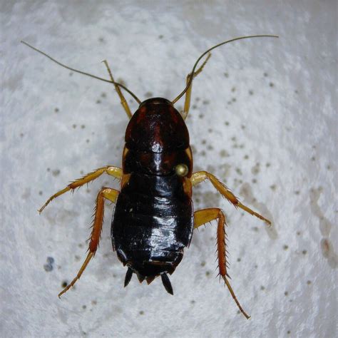 The Turkestan Cockroach An Emerging Pest In Texas Insects In The City