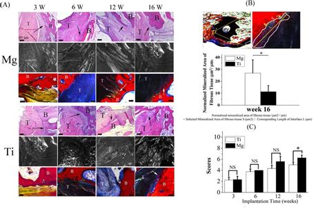 Histological Examination Of Tendon Bone Junction Healing Quality In Mg Download Scientific