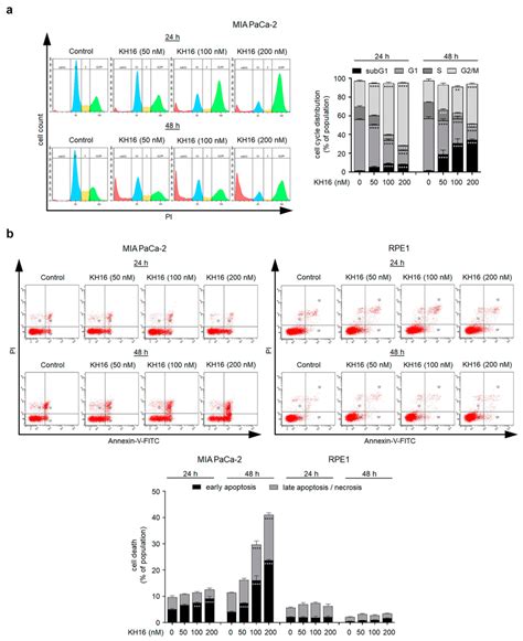 Cell Cycle Arrest And Apoptosis Induction By Kh16 A Cell Cycle Of