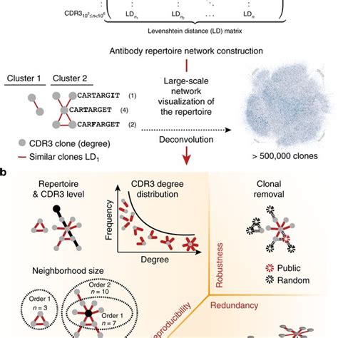Large Scale Network Analysis Reveals The Architecture Of Antibody