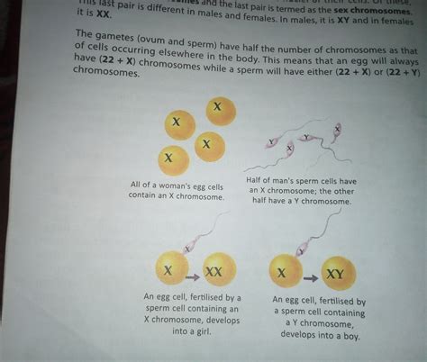 Explain The Sex Determination In Detail With The Help Of Diagram Brainly In