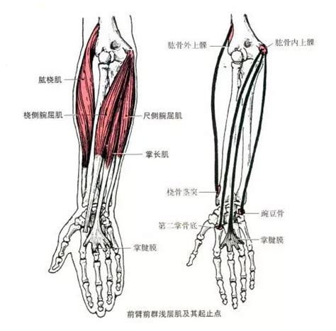 旋前圆肌 拇短伸肌 桡侧腕屈肌 第9页 大山谷图库