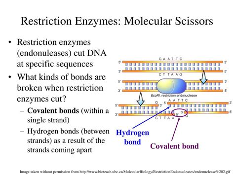 PPT Restriction Enzymes PowerPoint Presentation Free Download ID