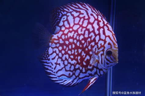 七彩神仙鱼也是一种重要的风水鱼 五行