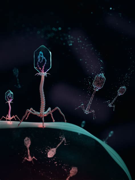 Phages Infect A Bacterial Cell Image Eurekalert Science News Releases