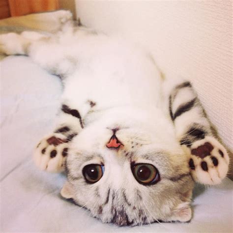 Mira A Los 20 Gatitos Más Tiernos Que Viven Sobre La Tierra
