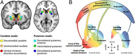 A Illustration Of The Six Striatal Regions Of Interest In The
