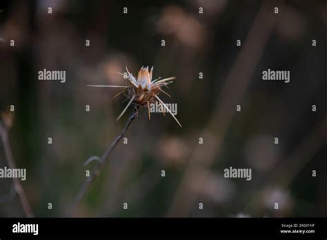 Grass Texture Abstract Patterns Exploring The Essence Of Abstracted