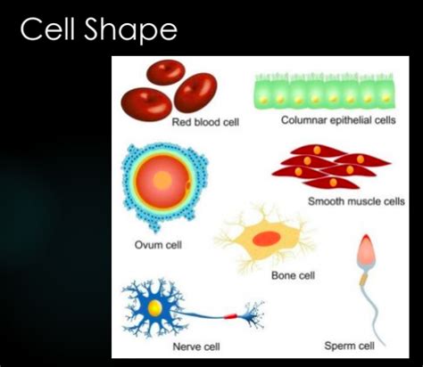 Biology Cell Size And Function Flashcards Quizlet