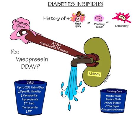 Symptoms And Treatment Of Diabetes Insipidus Page 2 Things Health