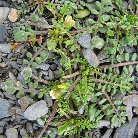 Rorippa Nana Plant Care And How To Grow Water