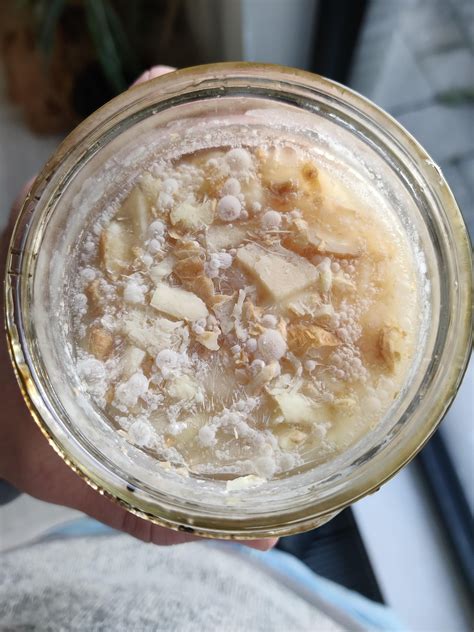 Weird Looking Foambubbles On Ginger Bug Rgingerbeer