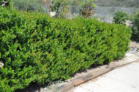 Ligustrum Japonicum Texanum Hedge
