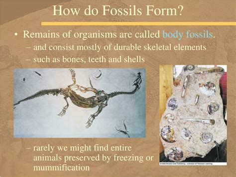PPT Rocks Fossils And Time Making Sense Of The Geologic Record PowerPoint Presentation ID