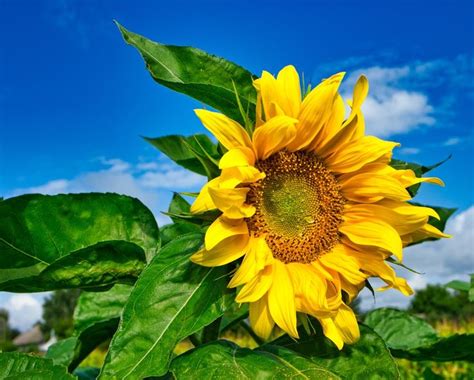 낮 동안 푸른 하늘 아래 노란 해바라기 사진 Unsplash의 무료 꽃 이미지 In 2025 Sunflower Pictures Sunflower Sunflower Art