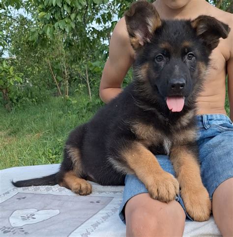 Крупні яскраві цуценята німецької вівчарки 12 000 грн Собаки Біла Церква на Olx