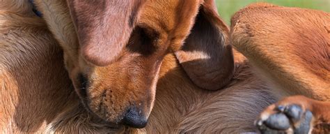 What Is Lufenuron Used For In Dogs Is It Safe For Dogs