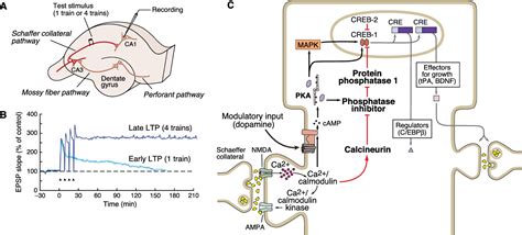 Figure 6 From The Molecular Biology Of Memory Storage A Dialogue