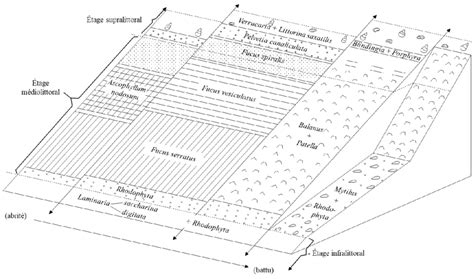 Exemple Déchelle Biologique Présentant 4 Niveaux Dexposition Pour Les