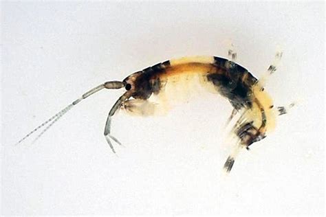科学者がパンダのような色の新種のザリガニを発見 徳島オンライン Tokushima ken