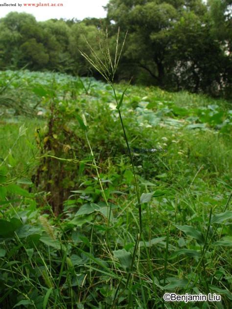 荩草Arthraxon hispidus Trin Makino 植物图片库 植物通