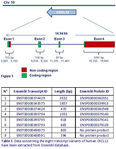 CXCL12 Chemokine C X C Motif Ligand 12