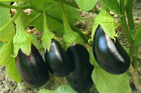 Eggplant Cages Give Them The Support They Need